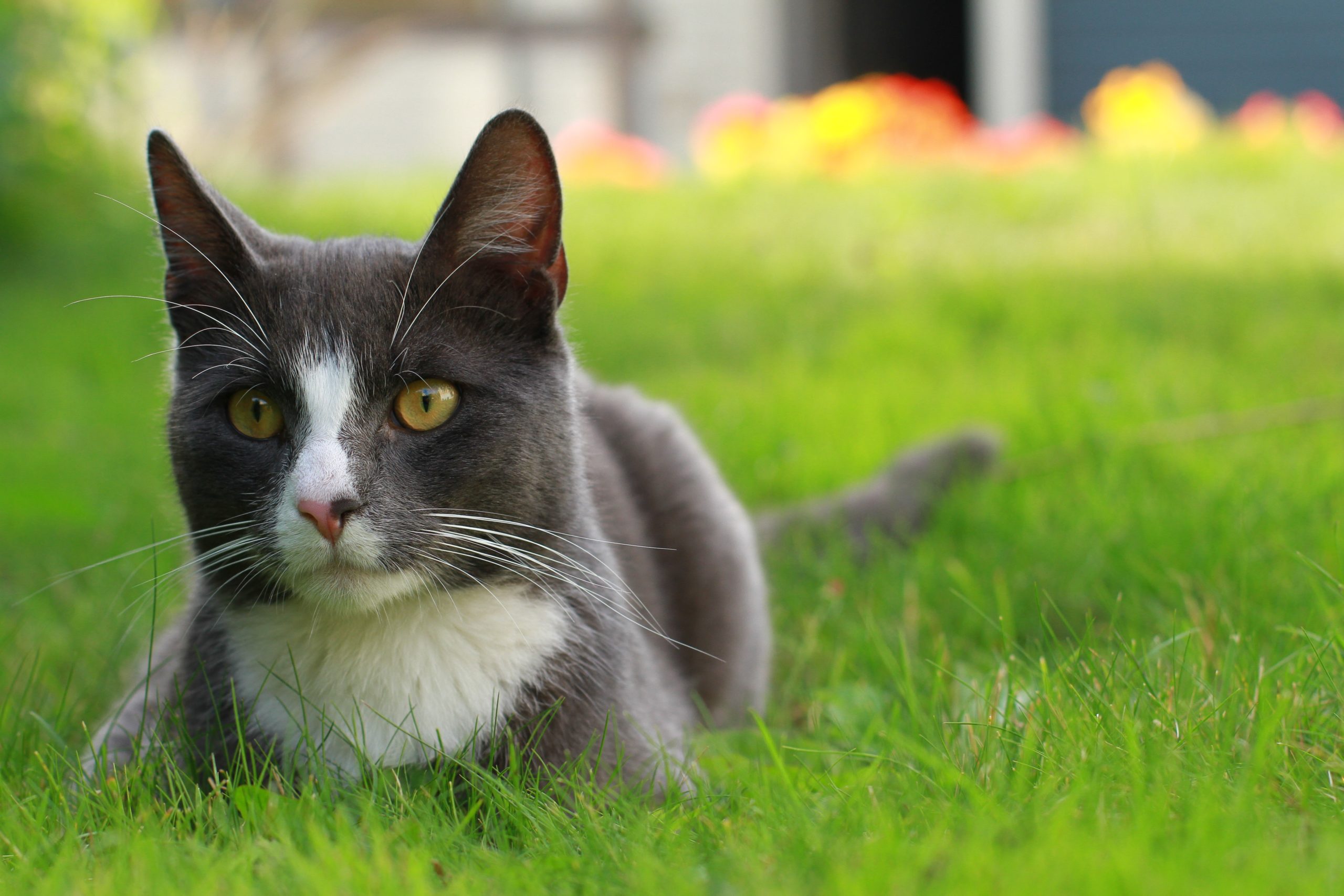 Training for Cats | Cat Behavior | Tucson Animal Hospital Training for Cats | Cat Behavior | Tucson Animal Hospital