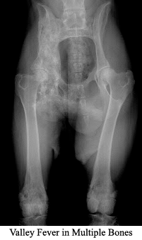 Valley Fever in Animals | Cocci in Pets | Tucson AZ