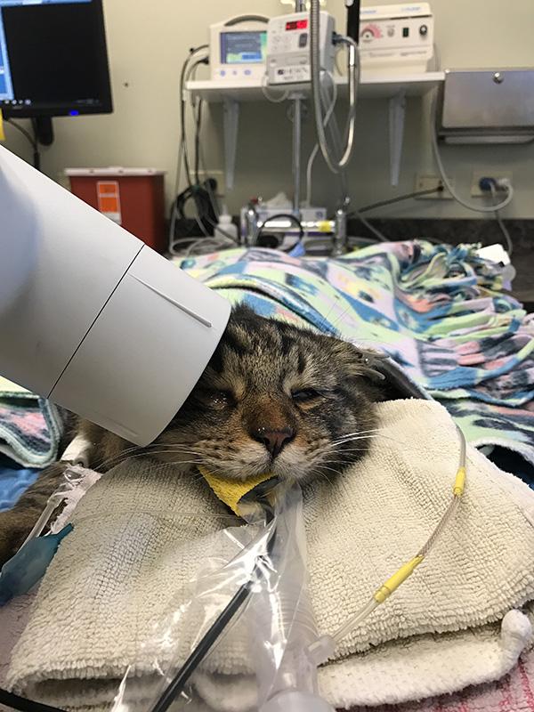 Cat Dental Procedure | Virtual Tour | Tucson Animal Clinic